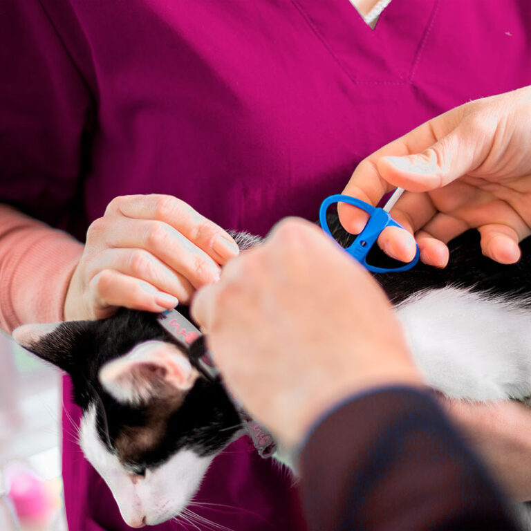 Kittens - Oxford Cat Clinic