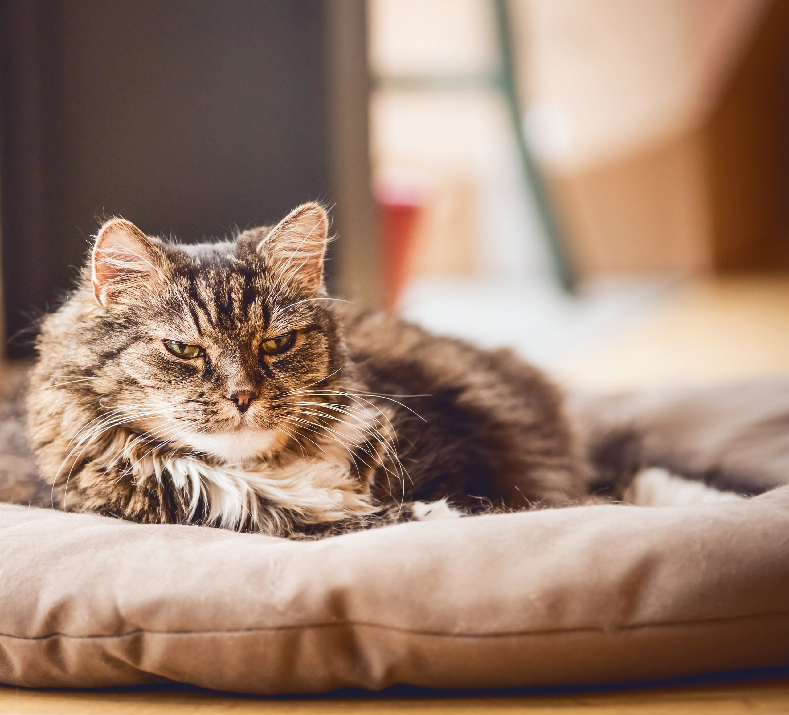 Senior Cats: "My cat needs a lot of care as she is very elderly but my ...