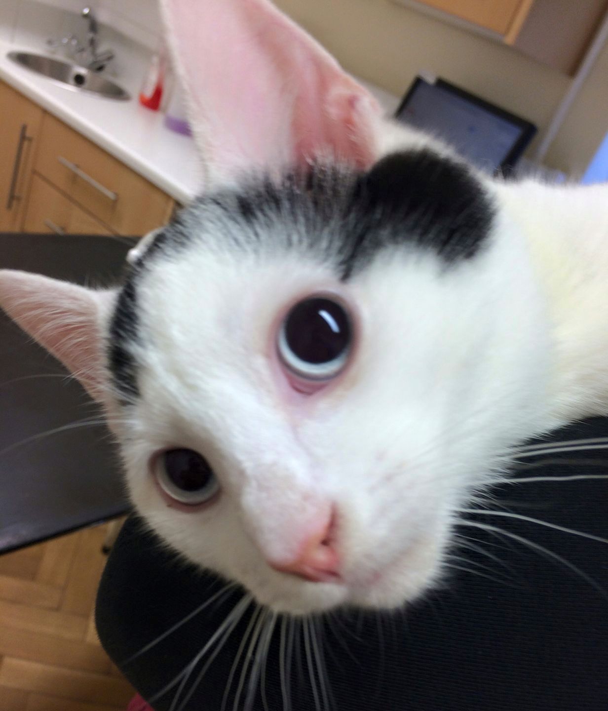 Cat Focused Vets: "Even just having a peaceful, dog-free waiting room ...