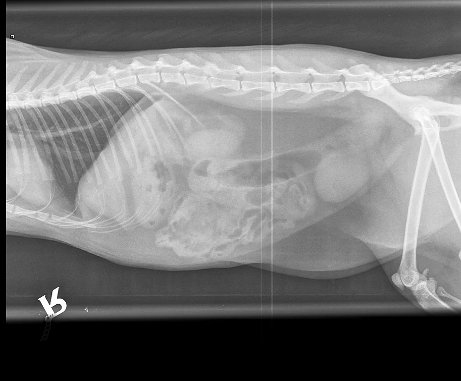 Digital X-Ray for Cats - Oxford Cat Clinic