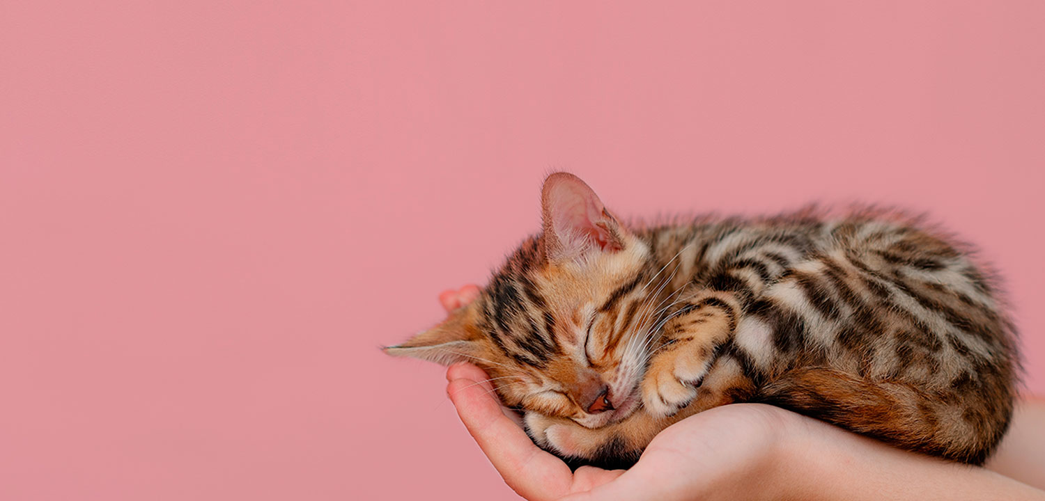 Meet The Oxford Cat Clinic Team - Expert veterinary care, with a gentle ...
